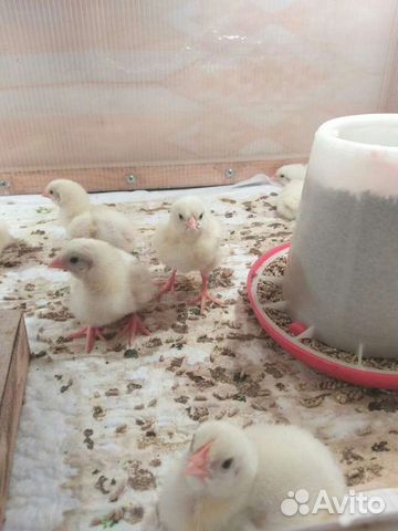 Цыплята бройлеры
