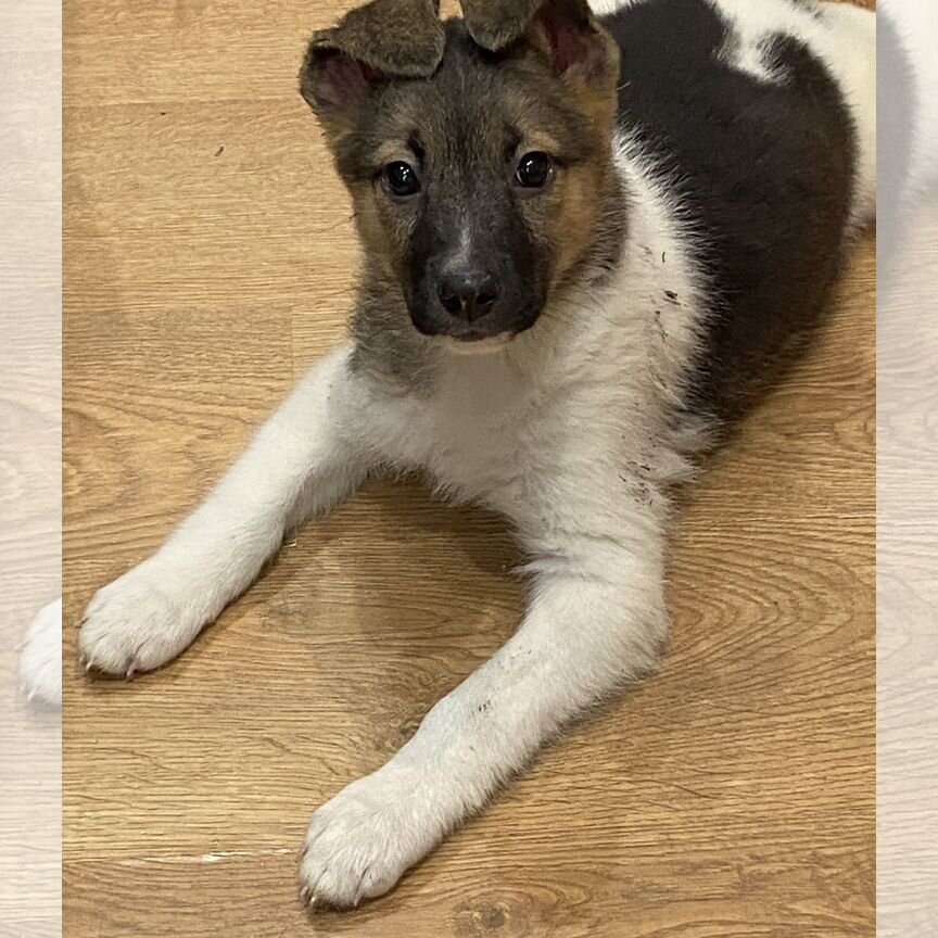 В добрые руки 2 мальчика 2 мес