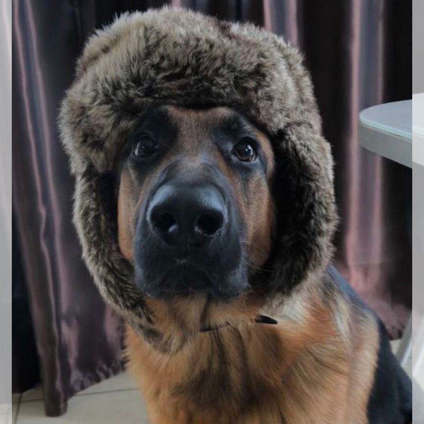 Шапка для крупной собаки