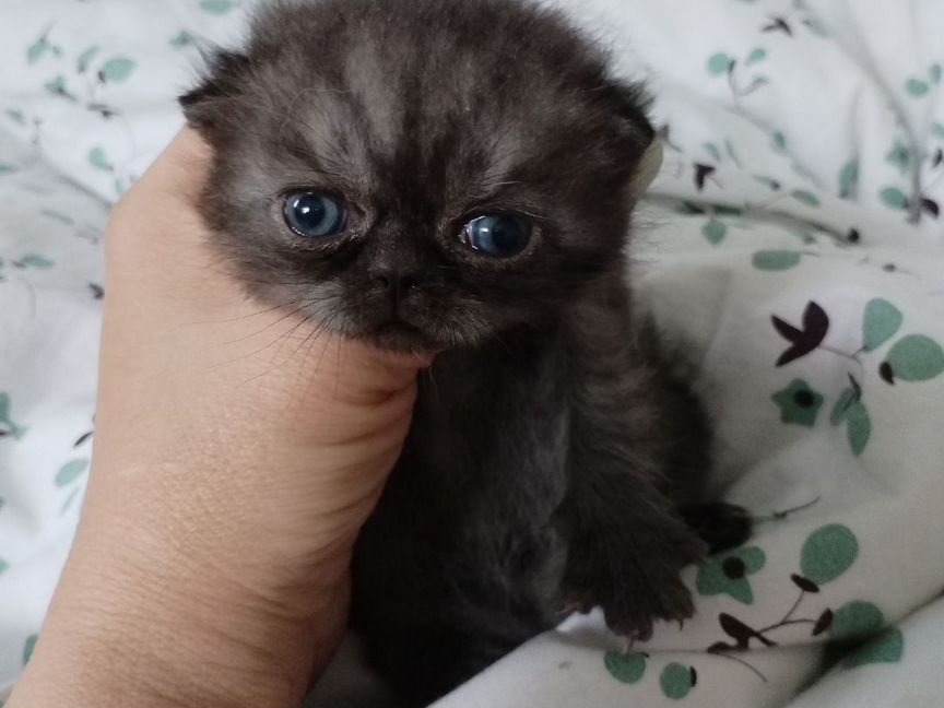Котята экзоты