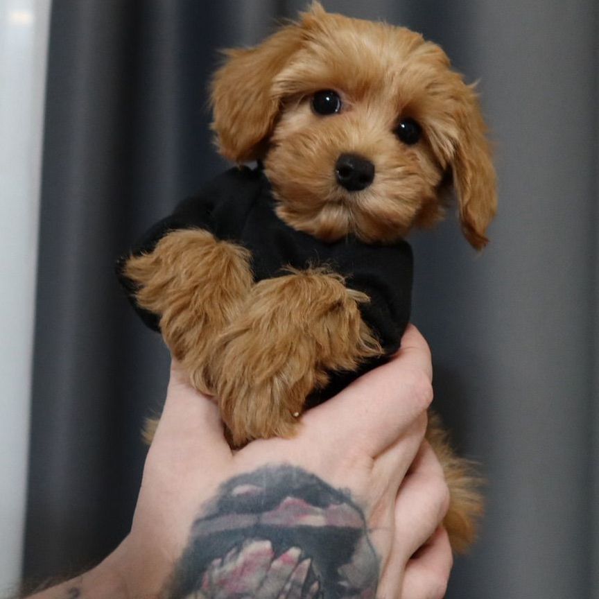 Мальтипу, щенок