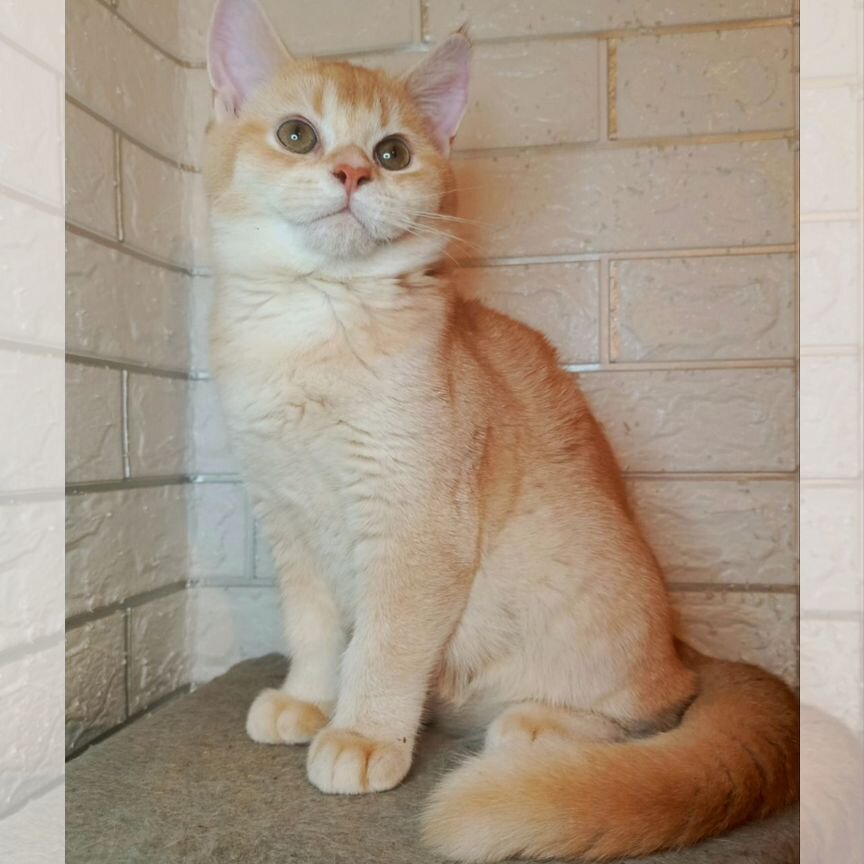 Шотландский прямоухий короткошёрстный котёнок