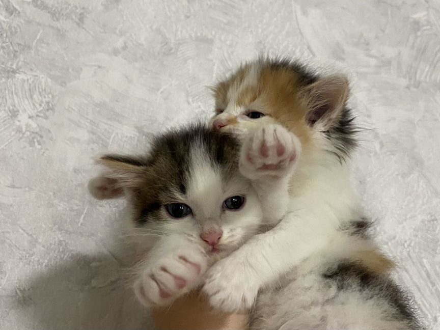 Котята в доьрые руки