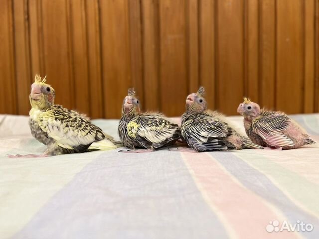 Кореллы малыши, ручные, с днк тестом