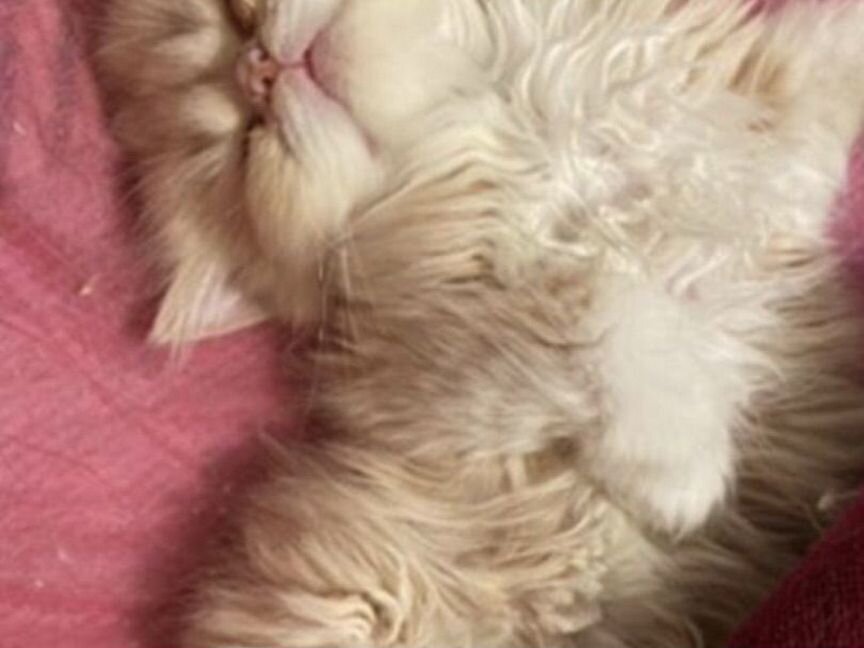 Кот