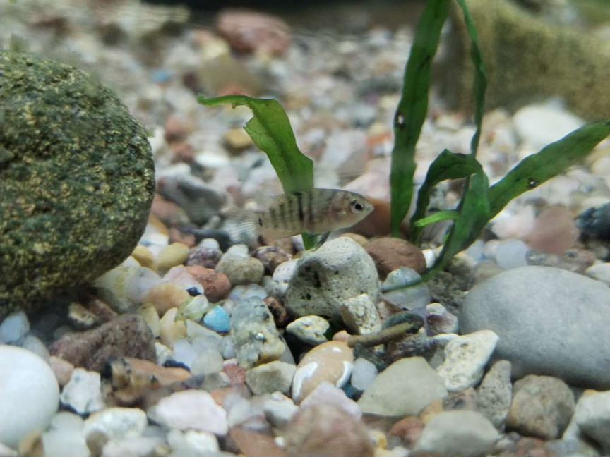 Рыбки цихлиды бесплатно