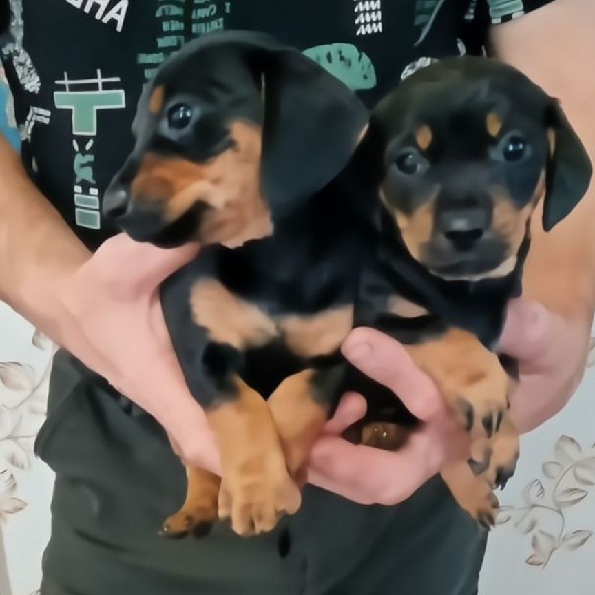 Такса, щенок