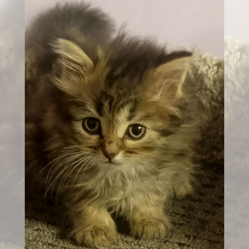 Британский длинношёрстный котёнок