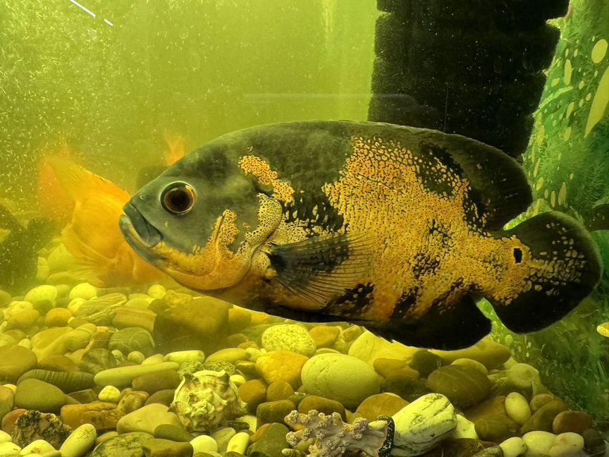 Астронотус