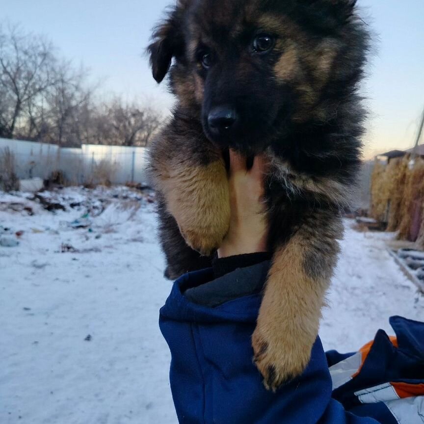 Отдам бесплатно