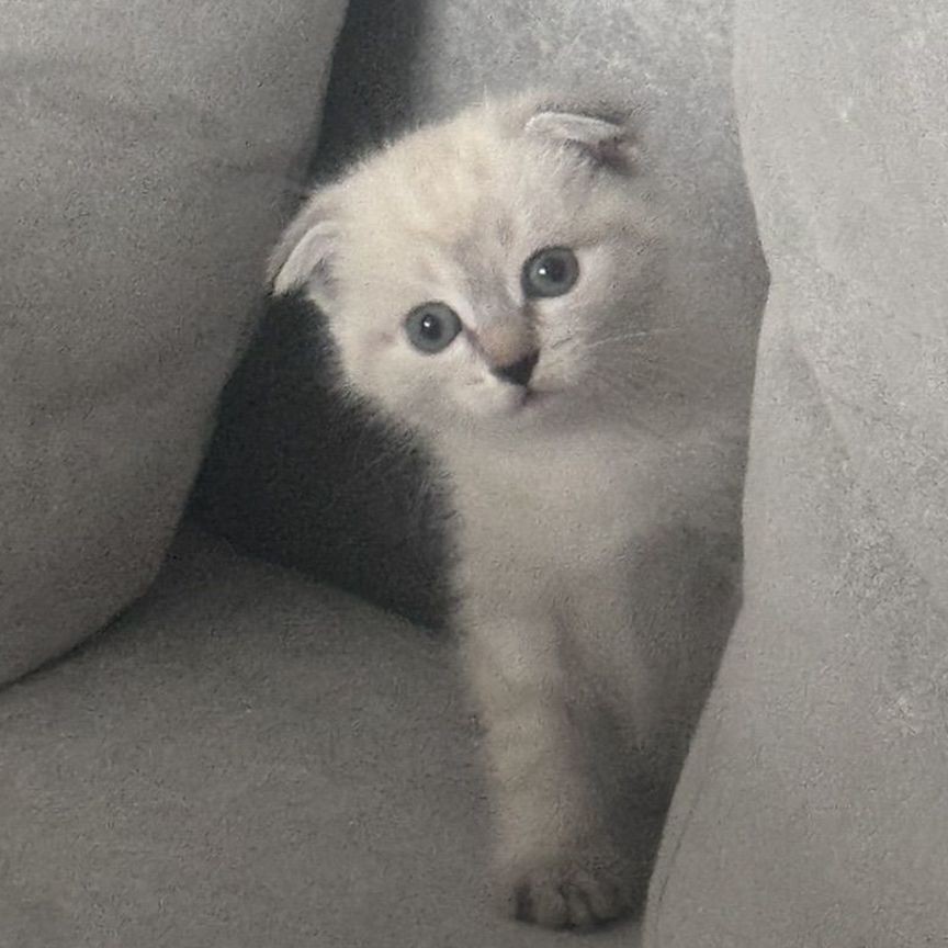 Шотландский вислоухий короткошёрстный котёнок