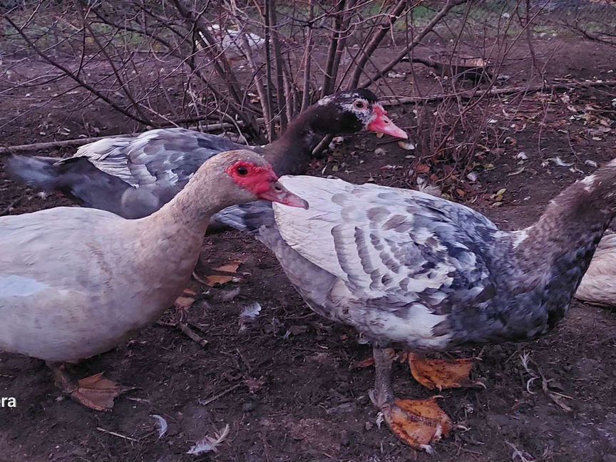 Индоутки, тяжёлая линия,белые и голубые