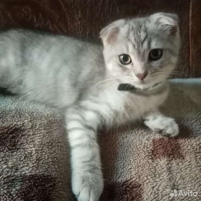 Шотландский вислоухий кот 2 месяца