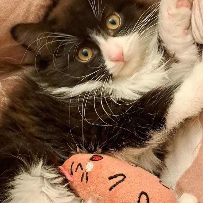 Котёнок ищет дом