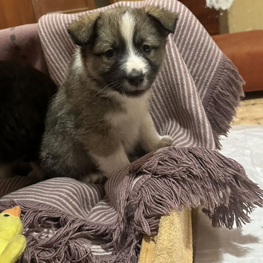 Щенки мелких пород