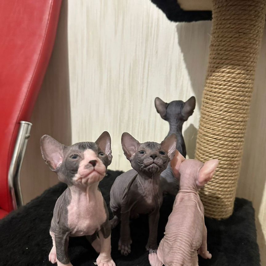 Донской сфинкс котята