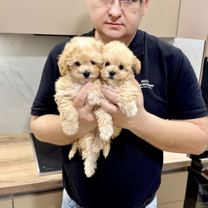 Мальтипу, щенок