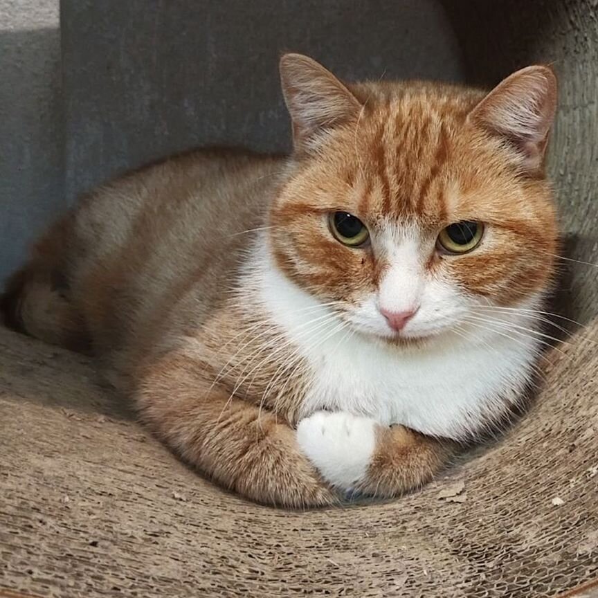 Взрослая, кошка в добрые руки