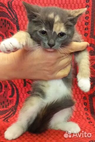 Котодевочка 2 мес