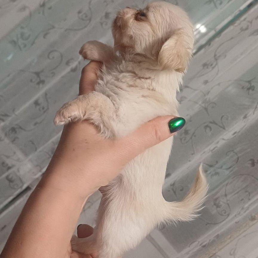 Изабелловый малыш чих длинношёрстный