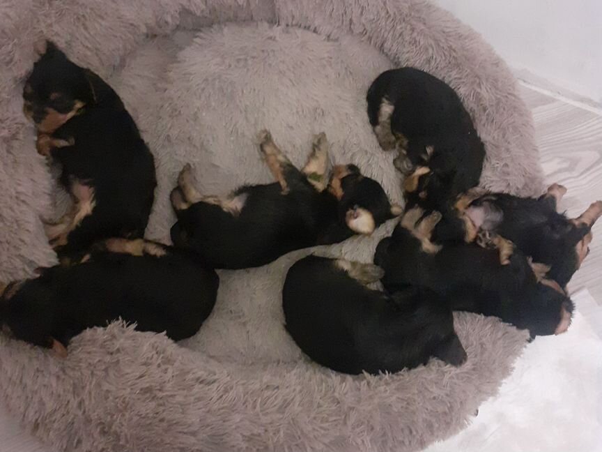 Маленькая собака