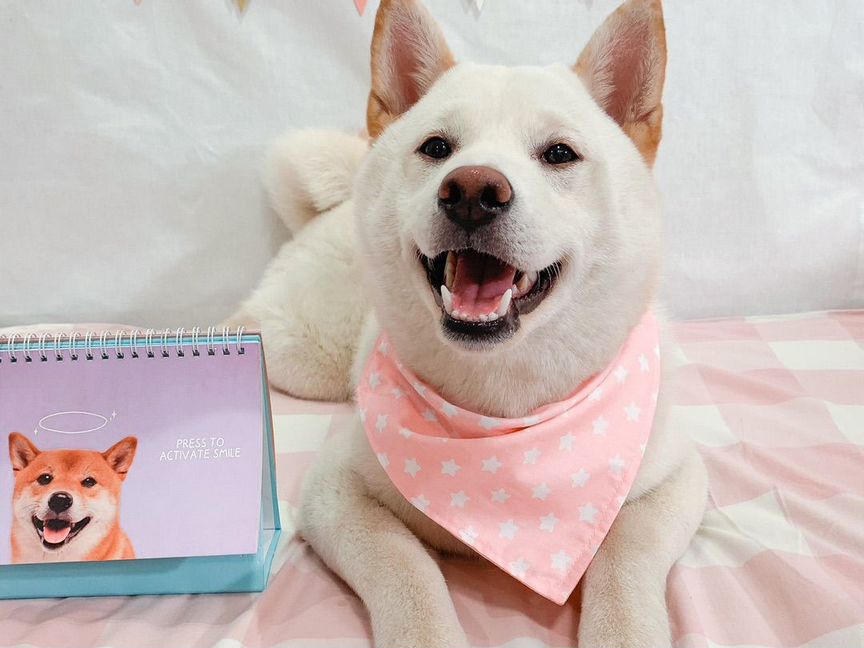 Банданы для собак