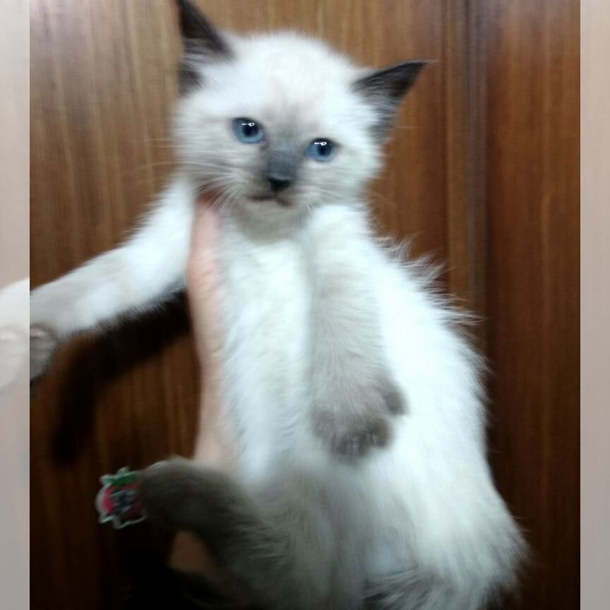 Котенок.Сиамская девочка.Месяц и 10 дней
