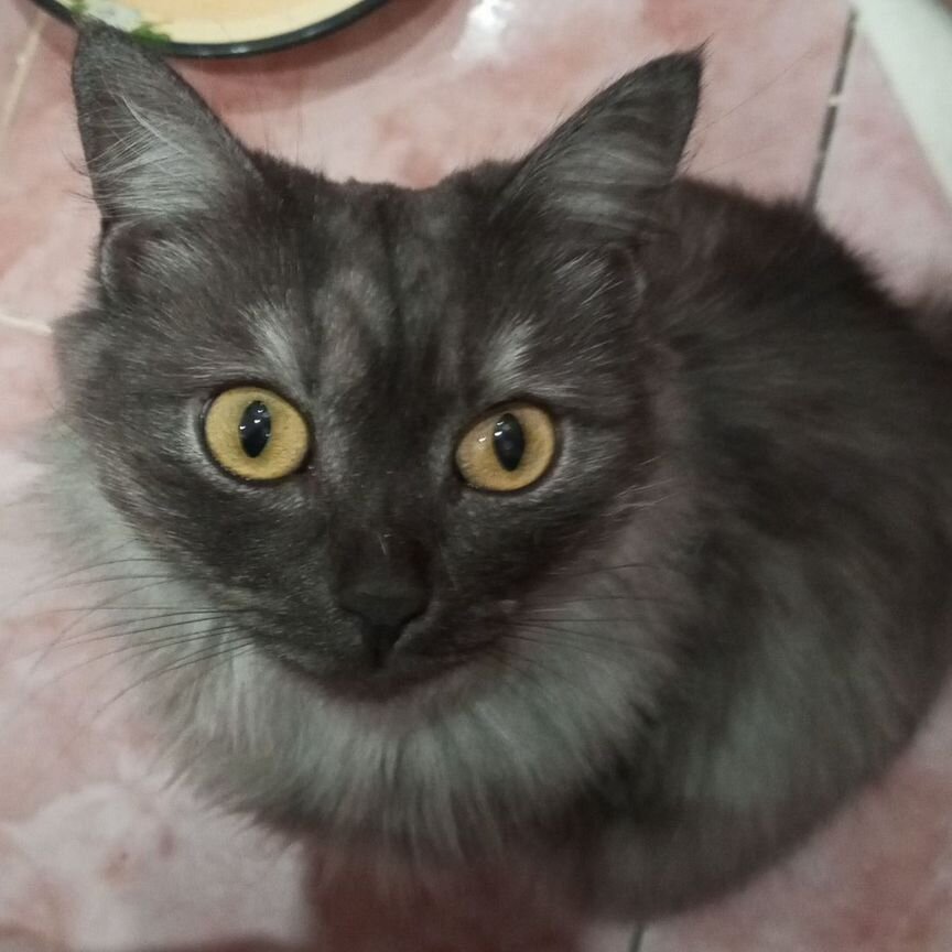 Отдам кошечку в добрые руки