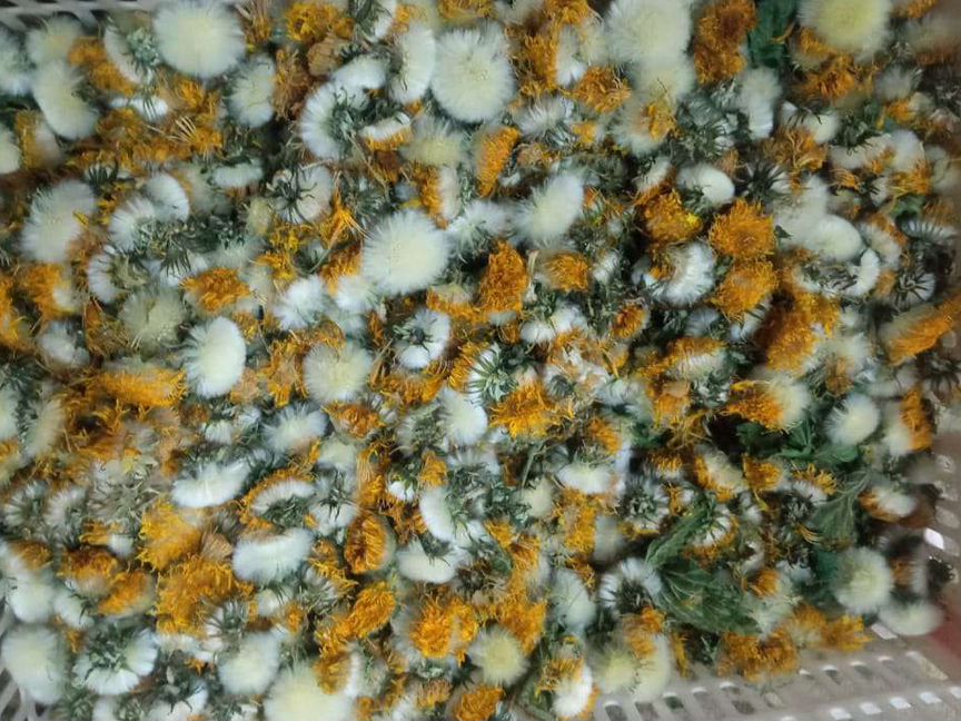 Сушеные одуванчики