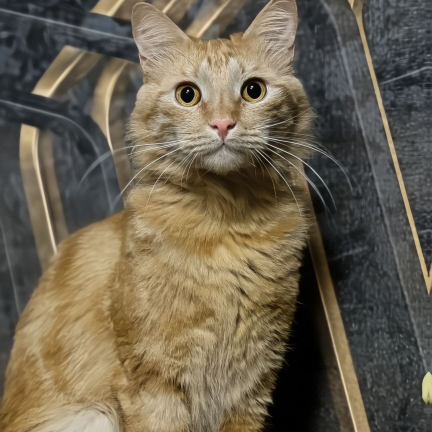 Взрослая кошка в добрые руки