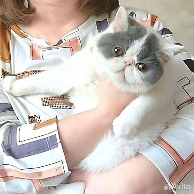 Экзотические кошки. Две сестры