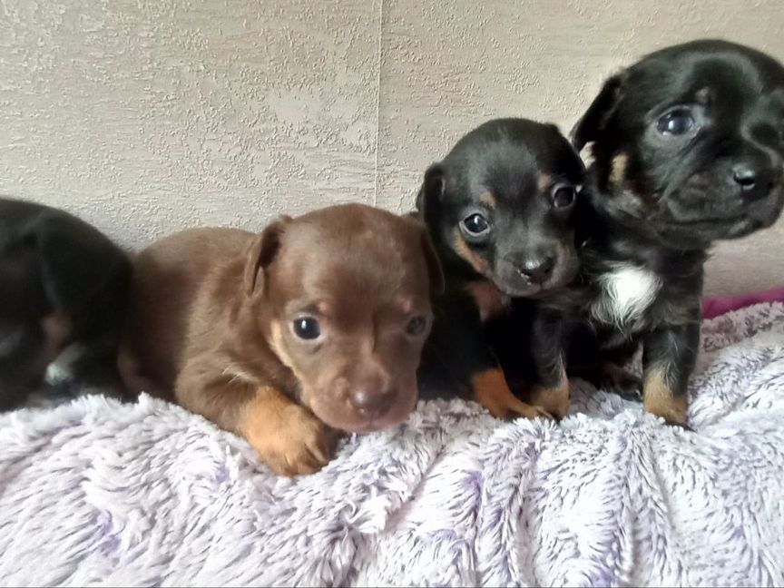 Той-терьер щенки