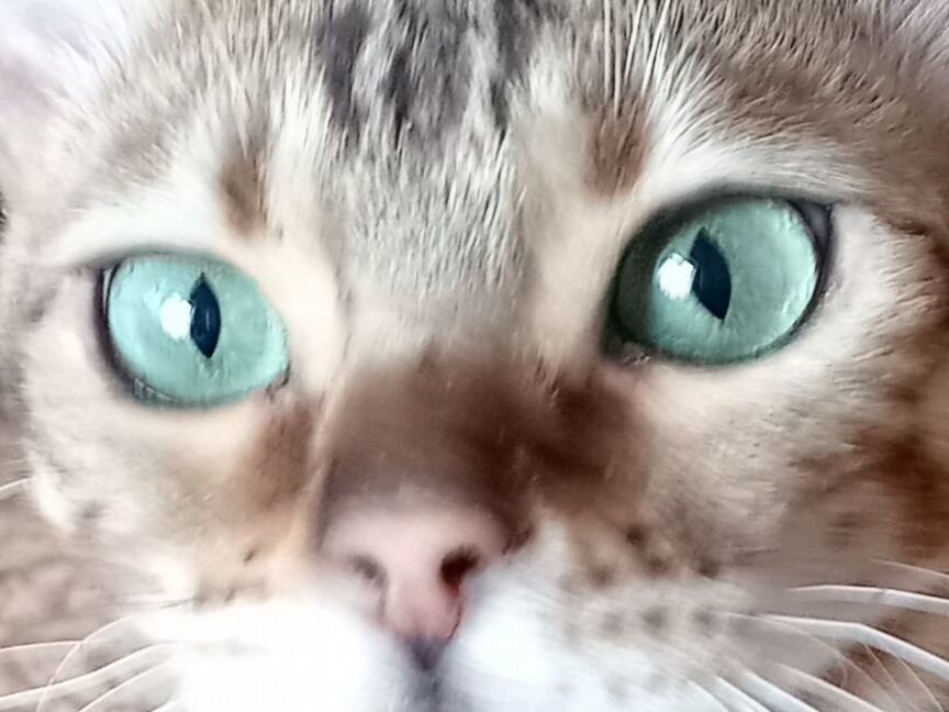 Бенгальская кошка москва