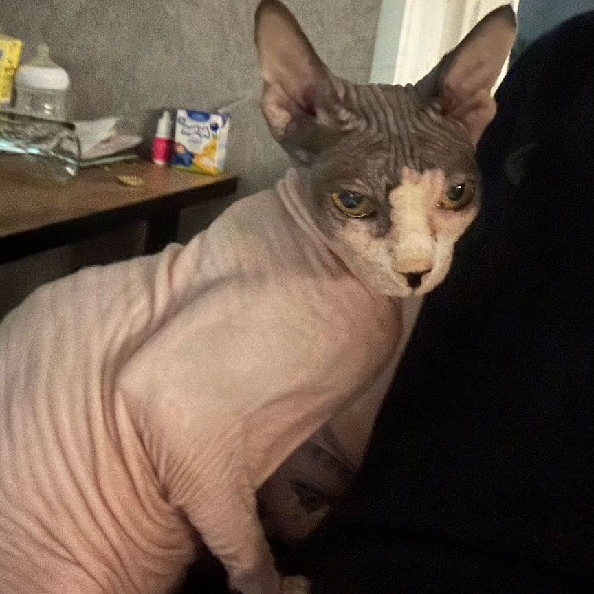 Кошка сфинкс бесплатно