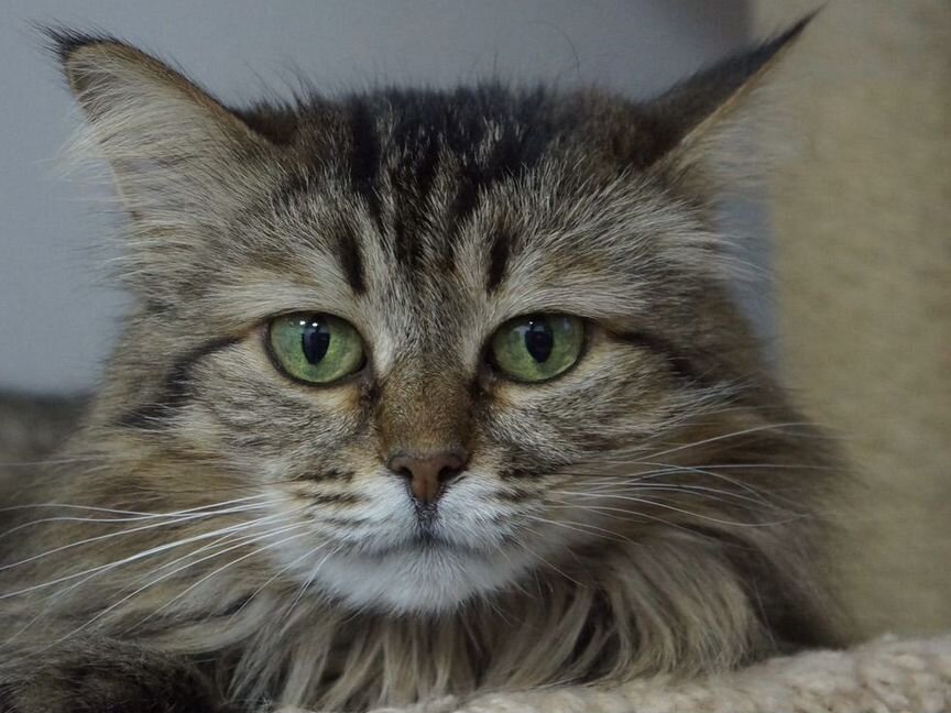 В ожидании семьи