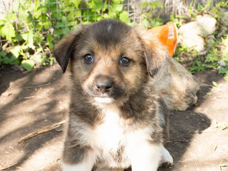 Молли и Полли щенки в добрые руки