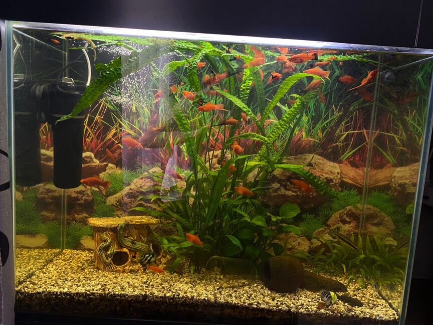 Аквариумные рыбки. Меченосцы