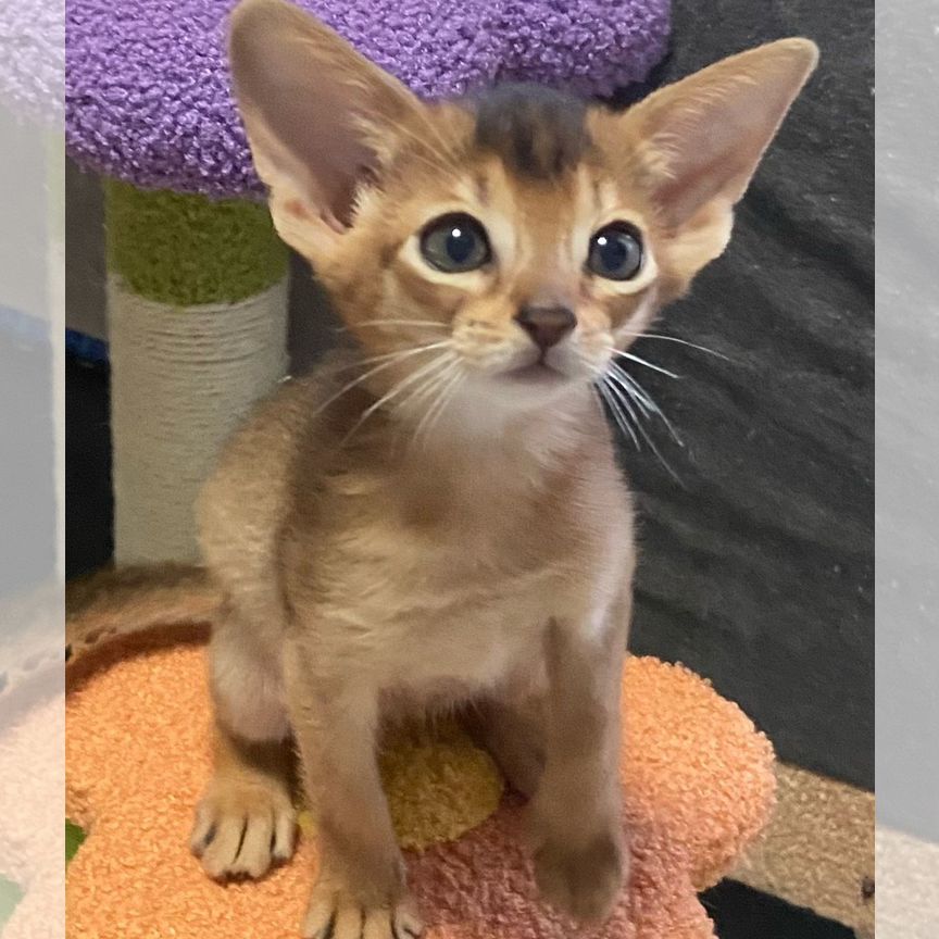 Абиссинский котёнок