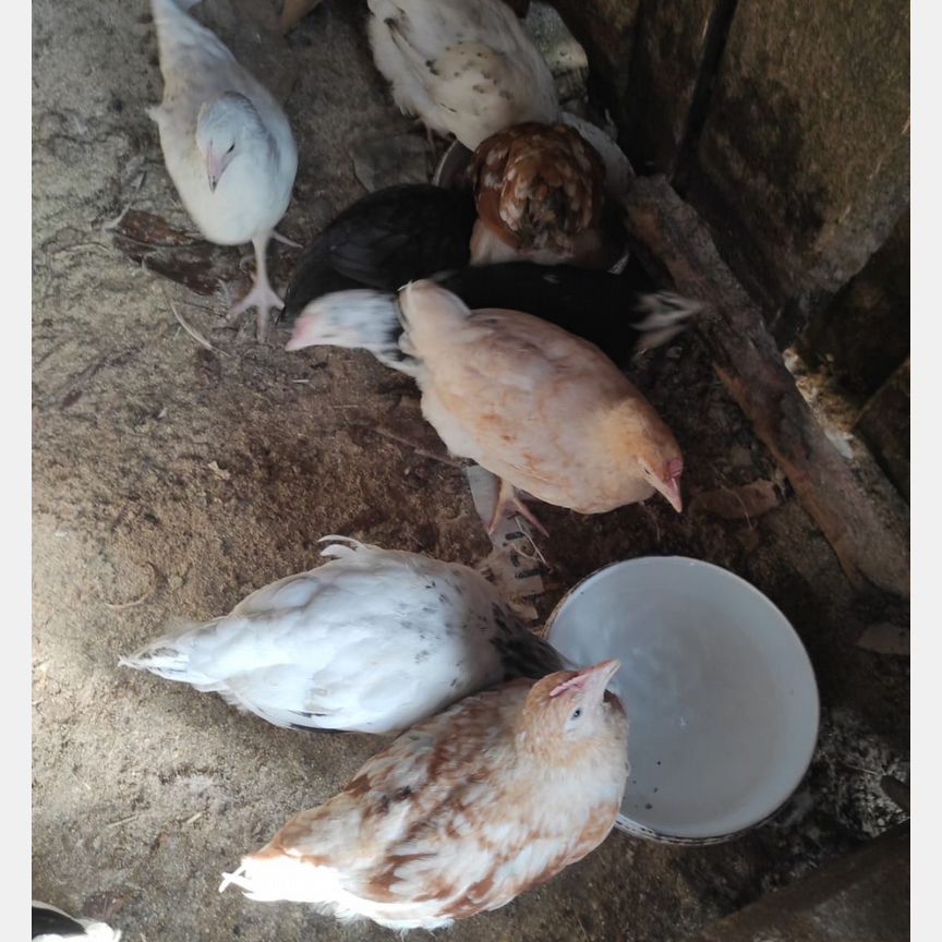 Куры несушки