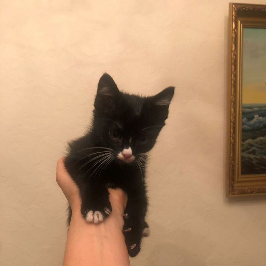 Котенок Черныш