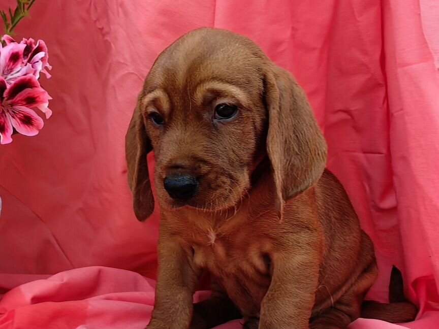 Щенки Рыжий Бретонский Бассет