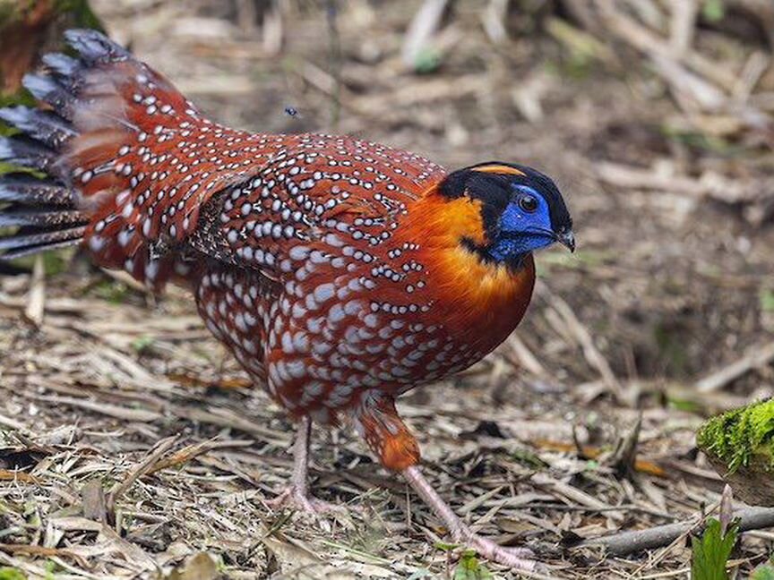 Фазан Трагопан Темминка