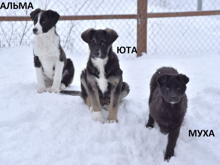 Щенки для частного дома