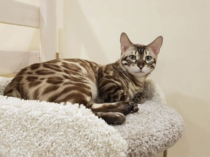 Бенгальская кошка