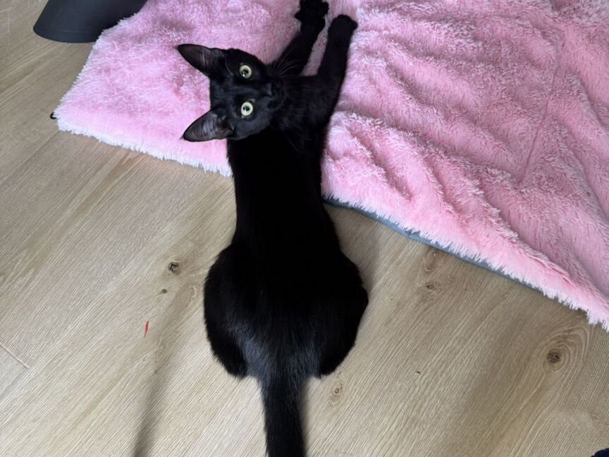 Черный котёнок девочка