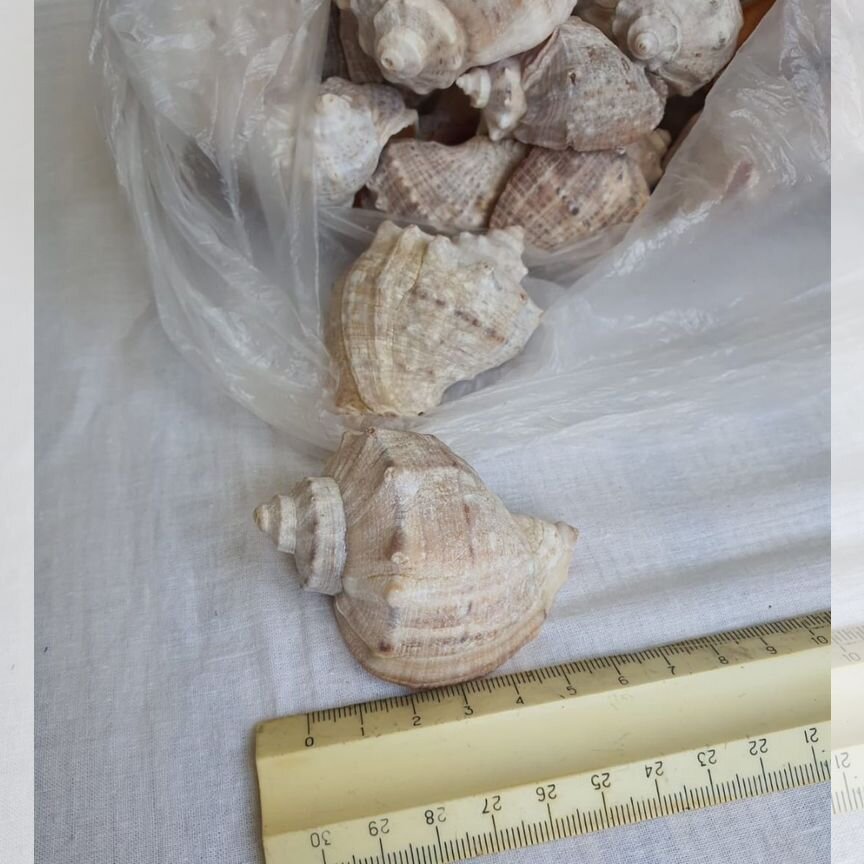 Ракушка три размера 4, 7 и 10 см