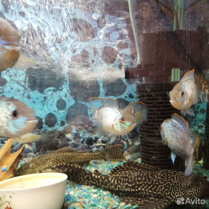 Рыбы аквариумные Наннакары