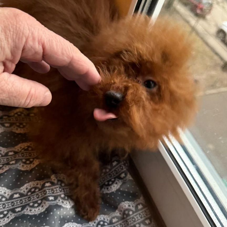 Той-пудель, щенок