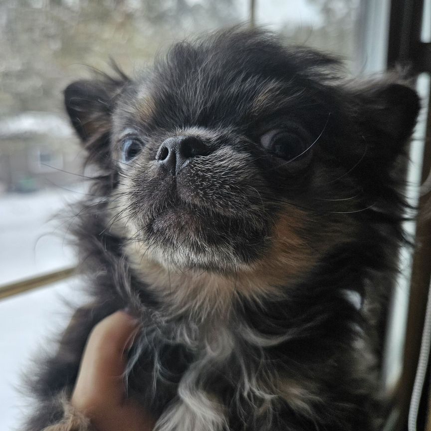 Щенки чихуахуа