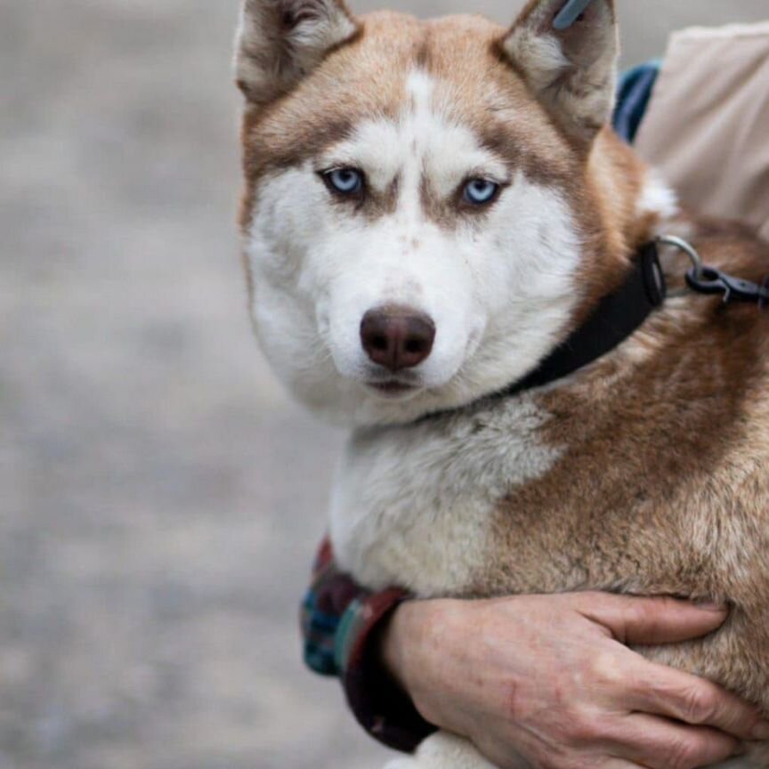 Сибирский хаски в добрые руки